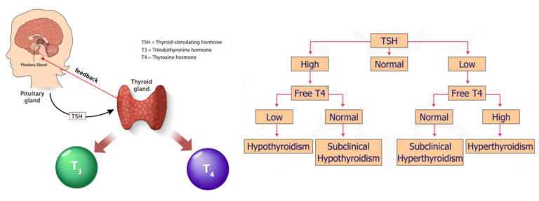 Understanding Thyroid Function Signs Symptoms And Lab Tests understanding-thyroid-function-signs-symptoms-and-lab-tests