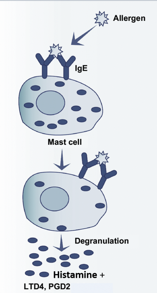 Inflammation and Allergy- Body's reactions and responses