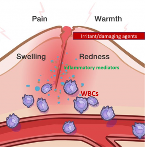 Inflammation and Allergy- Body's reactions and responses