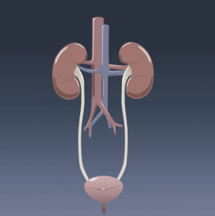 Urinary Health – Diseases of the Urinary Tract and Kidneys